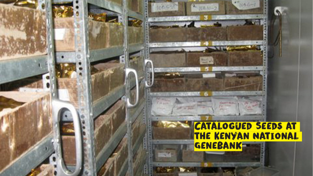 The Seed Vault - Mishpacha Magazine