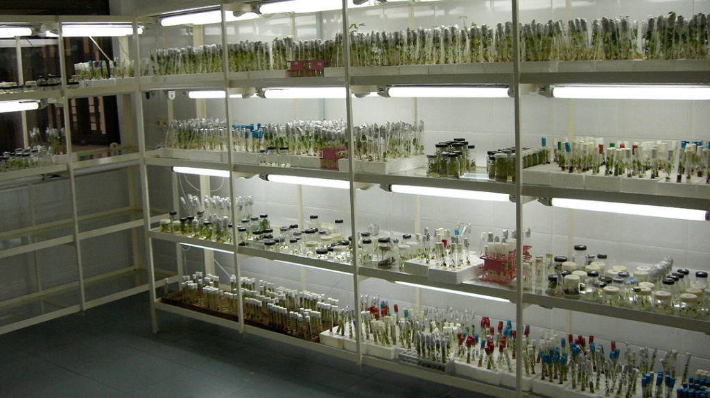 The Seed Vault - Mishpacha Magazine