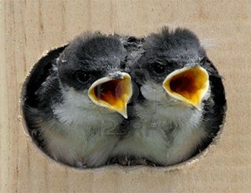 Noach: Giving – Mishpacha Magazine