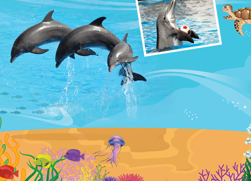 The Smartest Creatures in the Sea - Mishpacha Magazine