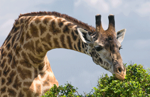 The Giraffe Center in Nairobi - Mishpacha Magazine